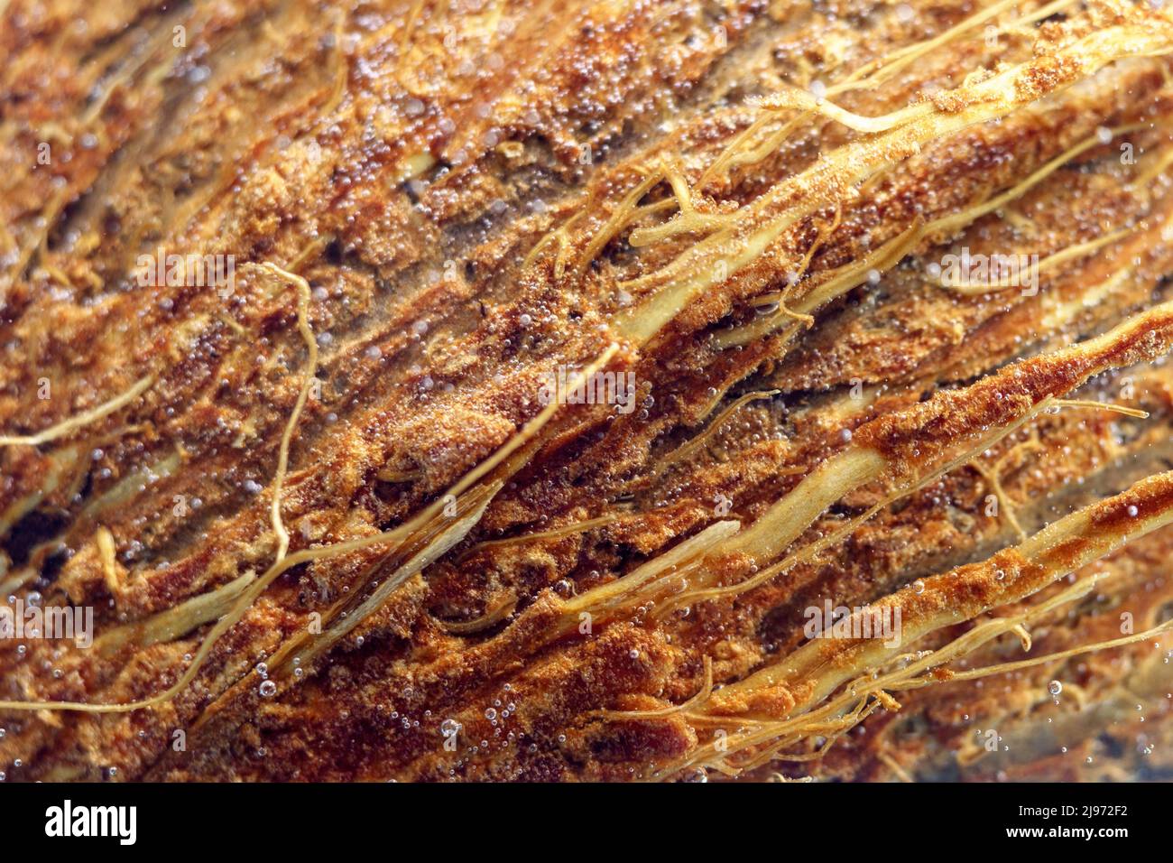 Coconut shell texture. Healthy Food. Macro Shot. Selective focus Stock ...