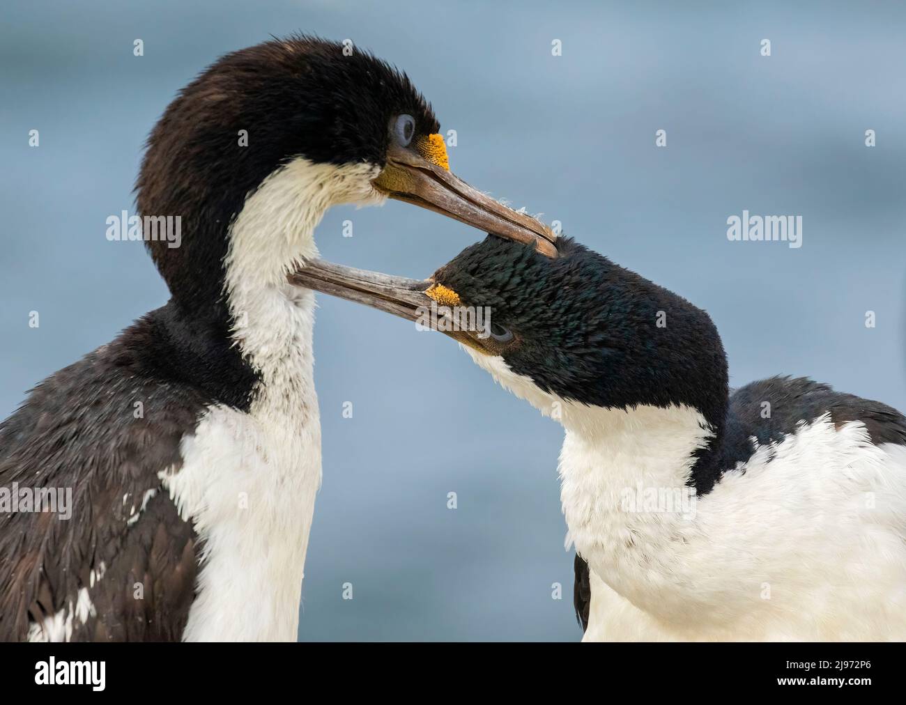 Shag imperial hi-res stock photography and images - Alamy