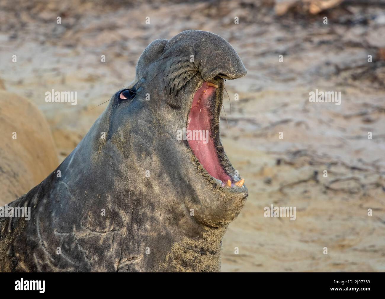 Falkland island seals hi-res stock photography and images - Alamy