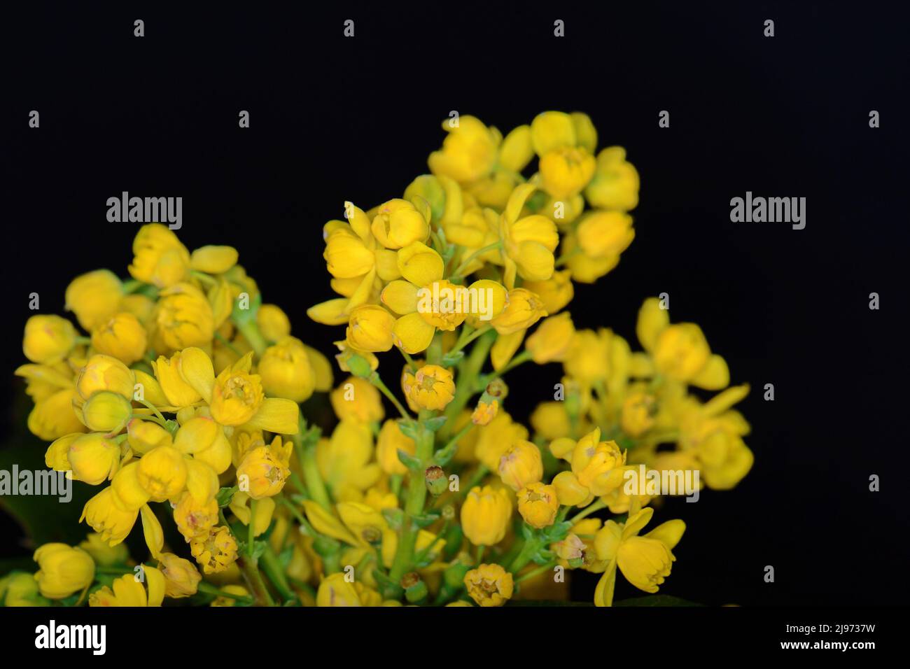 yellow blossom of the chinese barberry, Berberis julianae, close up ...