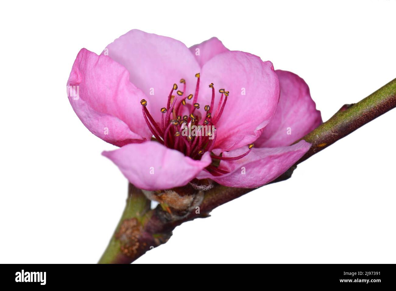 Cherry blossom on black background Cut Out Stock Images & Pictures - Alamy