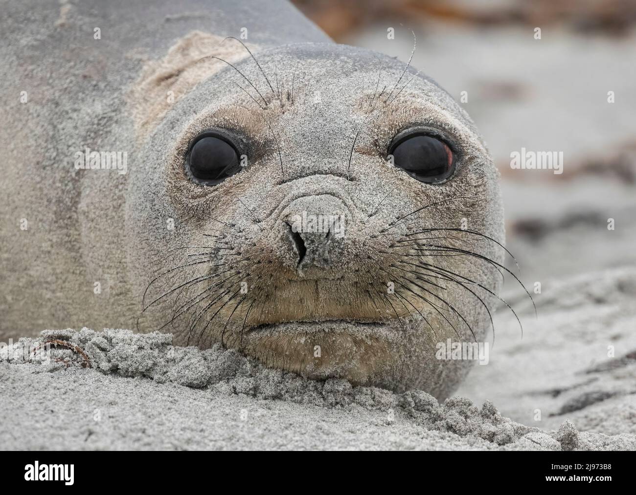 Falkland island seals hi-res stock photography and images - Alamy