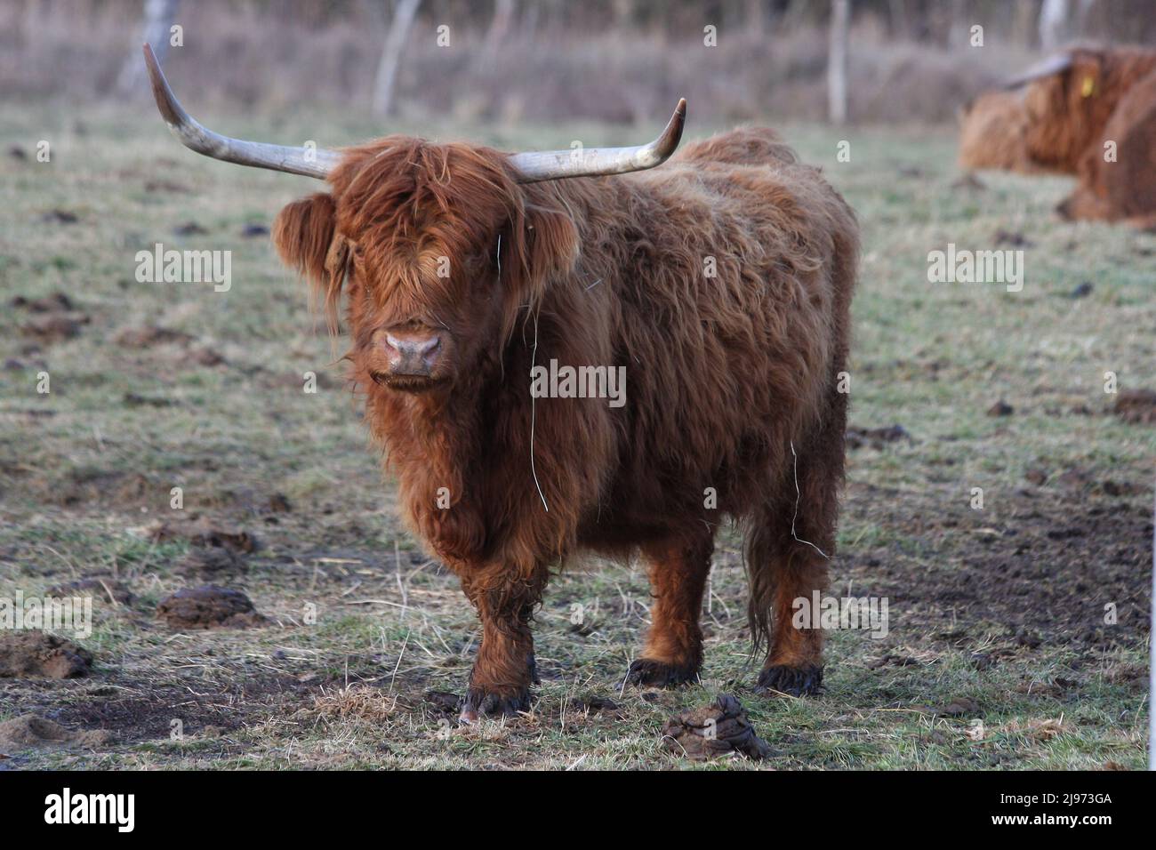 Scottish pig farm hi-res stock photography and images - Alamy