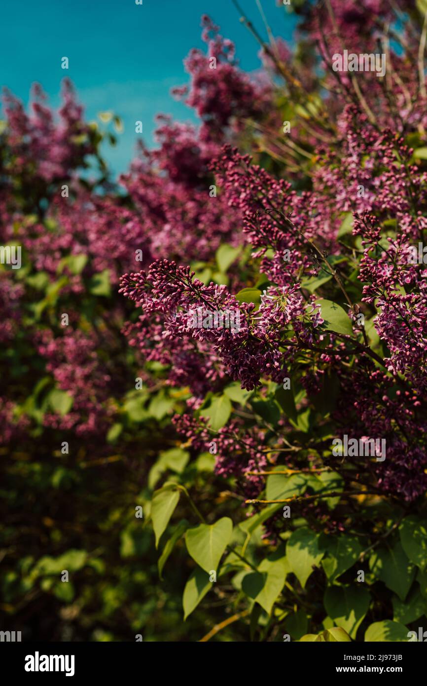 Beautiful lilac against blue sky hi-res stock photography and images ...