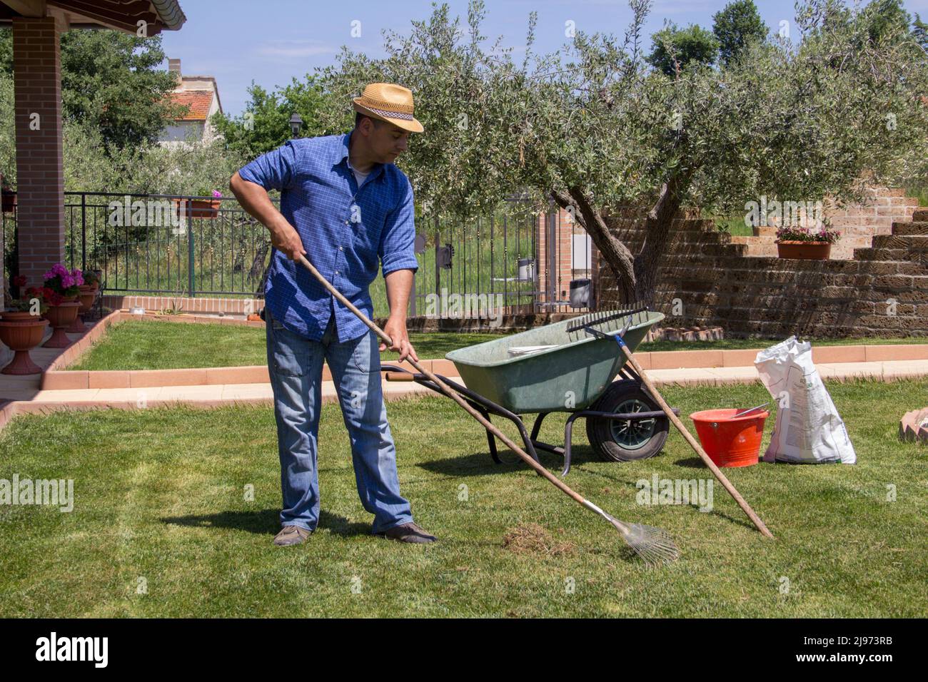 Image of a gardener picking dead and dry grass from his lawn with a ...