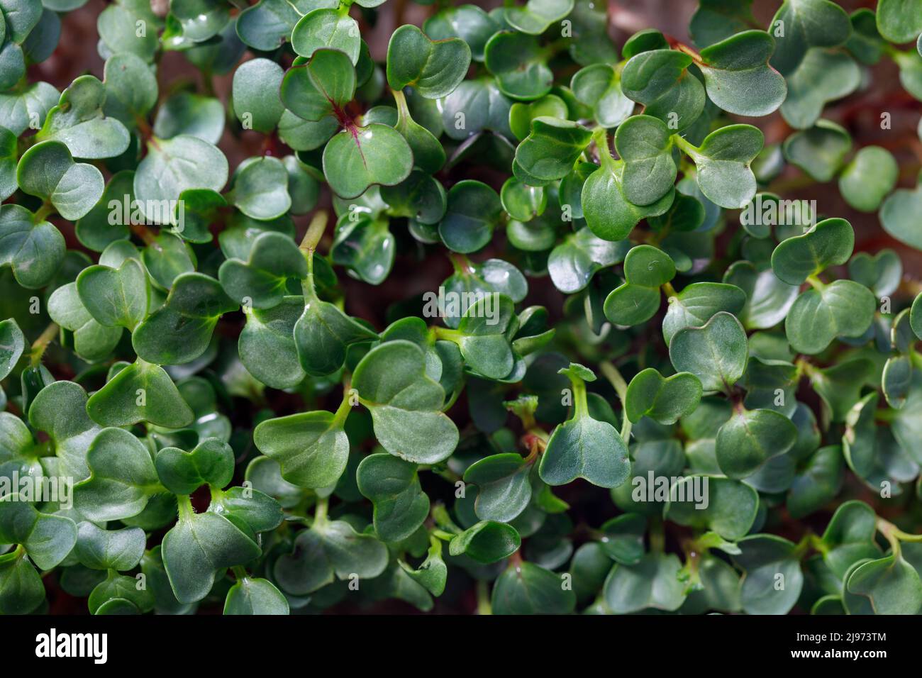 sprouts of watercress close-up. microgreens. plant food Stock Photo - Alamy