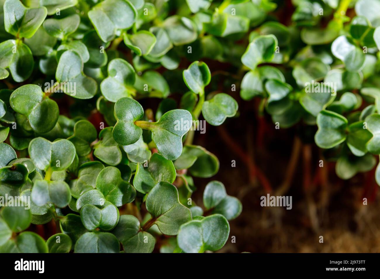 green sprouts of watercress close-up. microgreens. plant food Stock ...