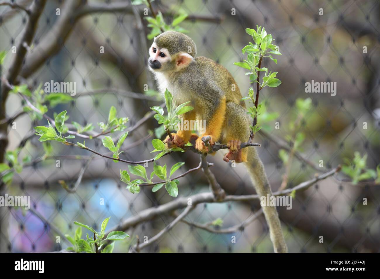Common squirrel momkey hi-res stock photography and images - Alamy