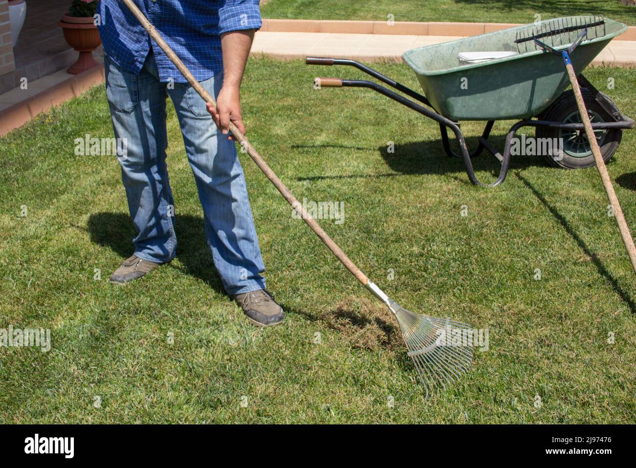 Image of a gardener picking dead and dry grass from his lawn with a ...