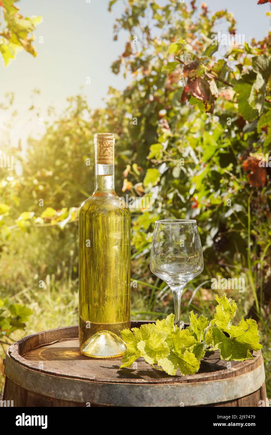 Empty vine barrel in vineyard. top view Stock Photo - Alamy