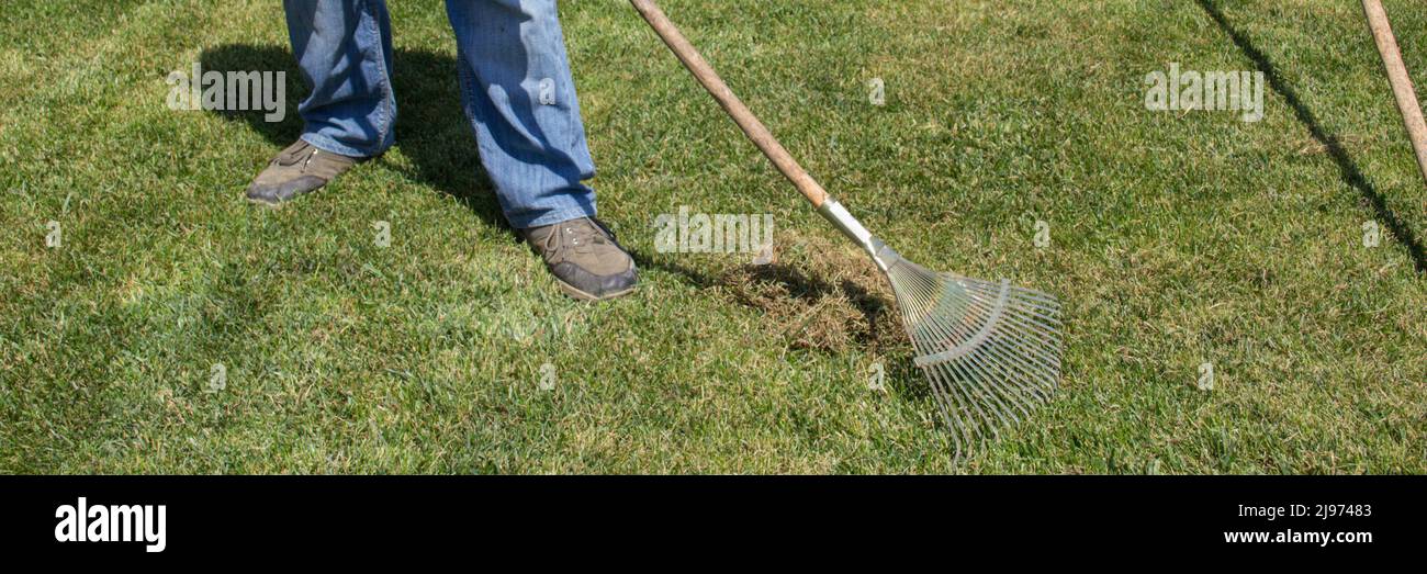 Image of a gardener picking dead and dry grass from his lawn with a ...