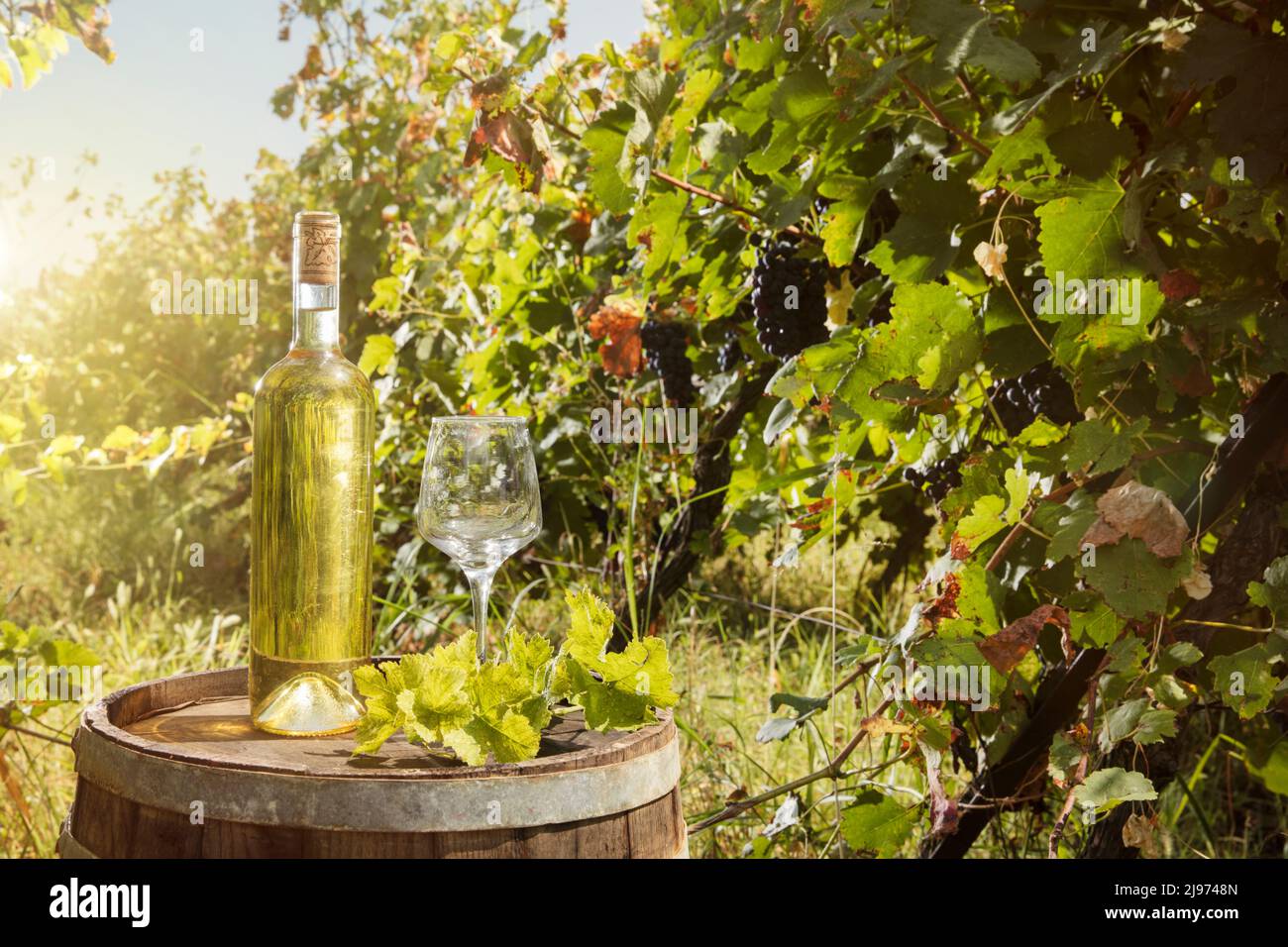 Empty vine barrel in vineyard. top view Stock Photo - Alamy
