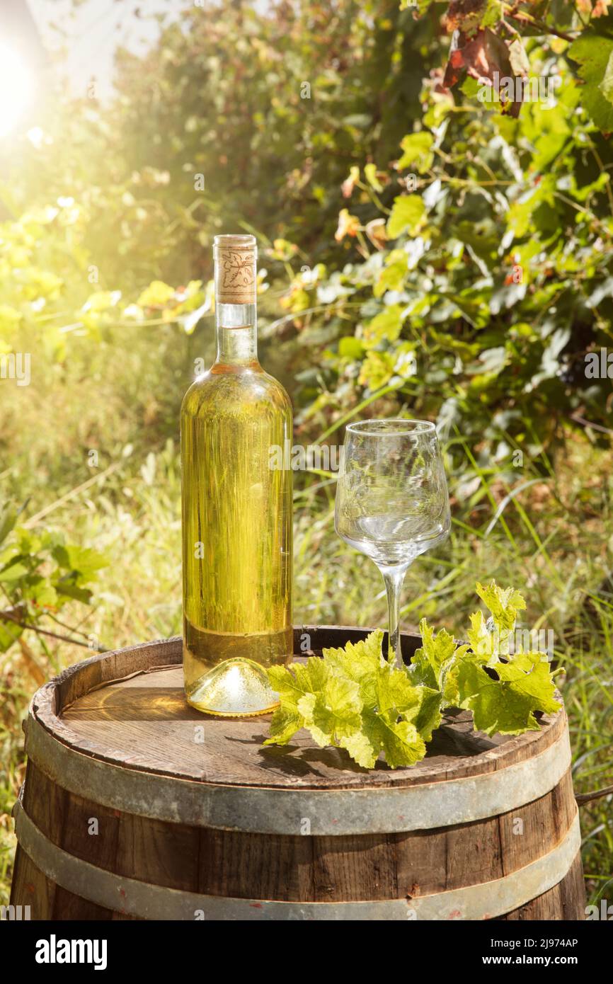 Empty vine barrel in vineyard. top view Stock Photo - Alamy