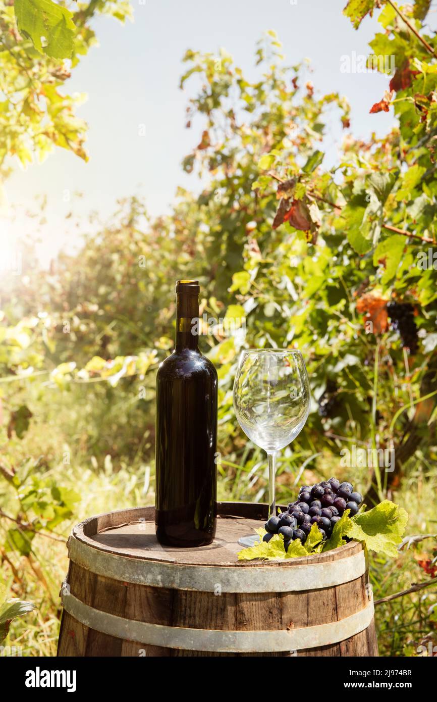 Empty vine barrel in vineyard. top view Stock Photo - Alamy