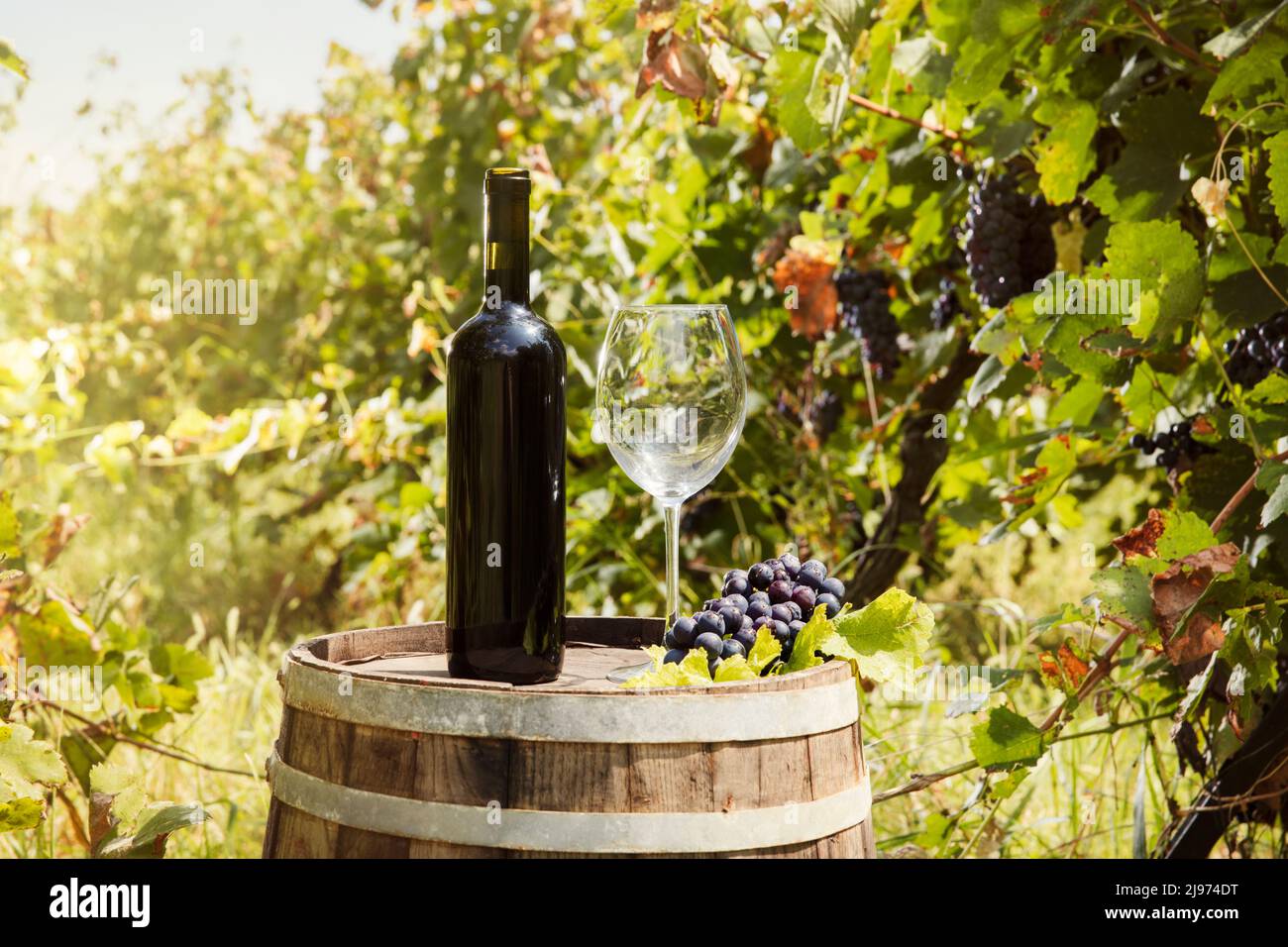 Empty vine barrel in vineyard. top view Stock Photo - Alamy