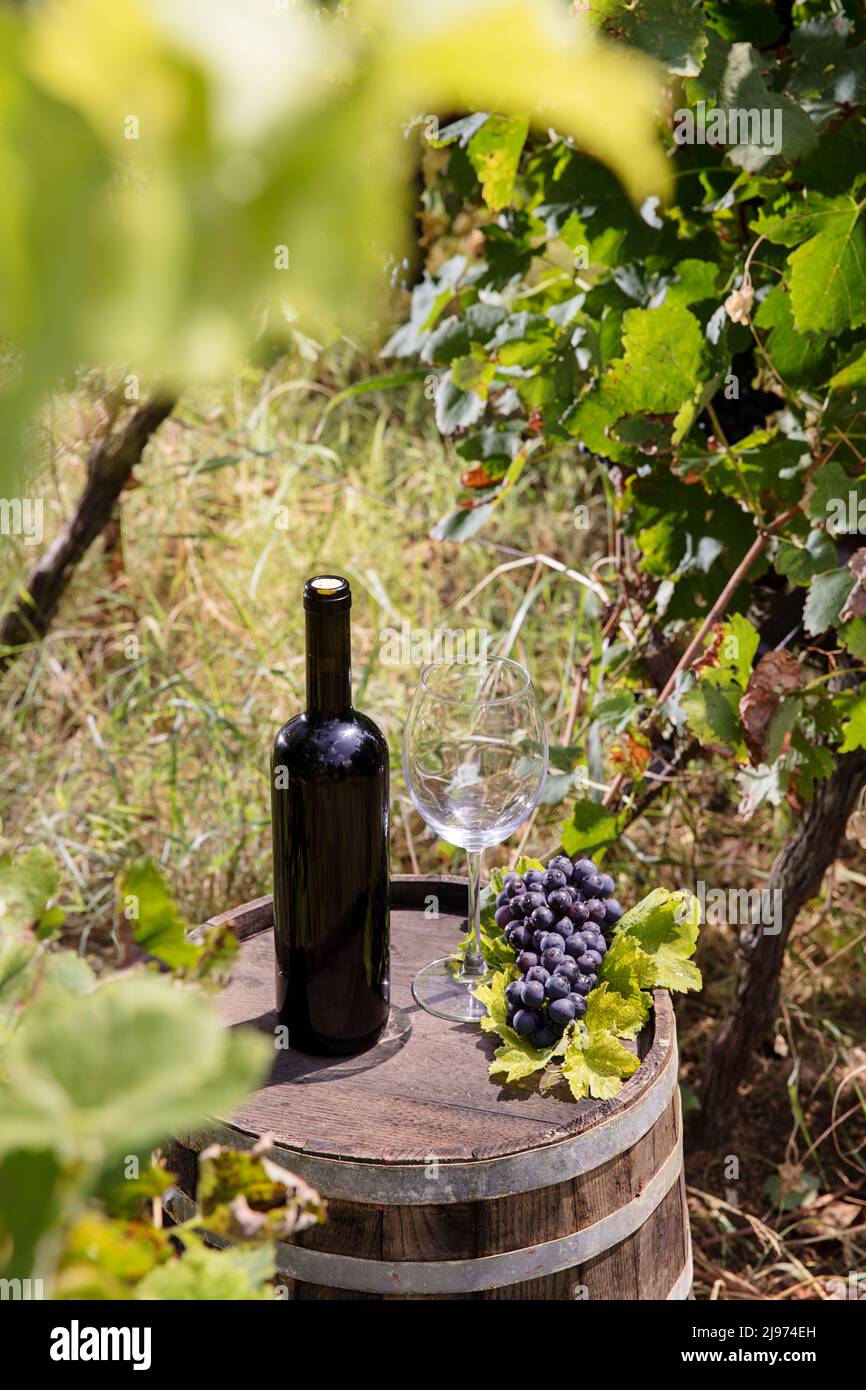 Empty vine barrel in vineyard. top view Stock Photo - Alamy