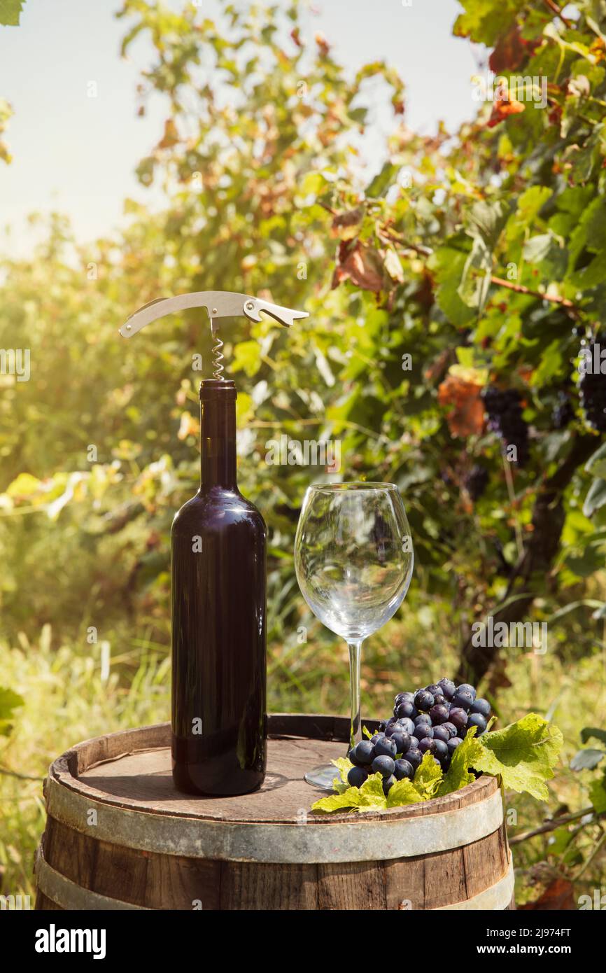 Empty vine barrel in vineyard. top view Stock Photo - Alamy