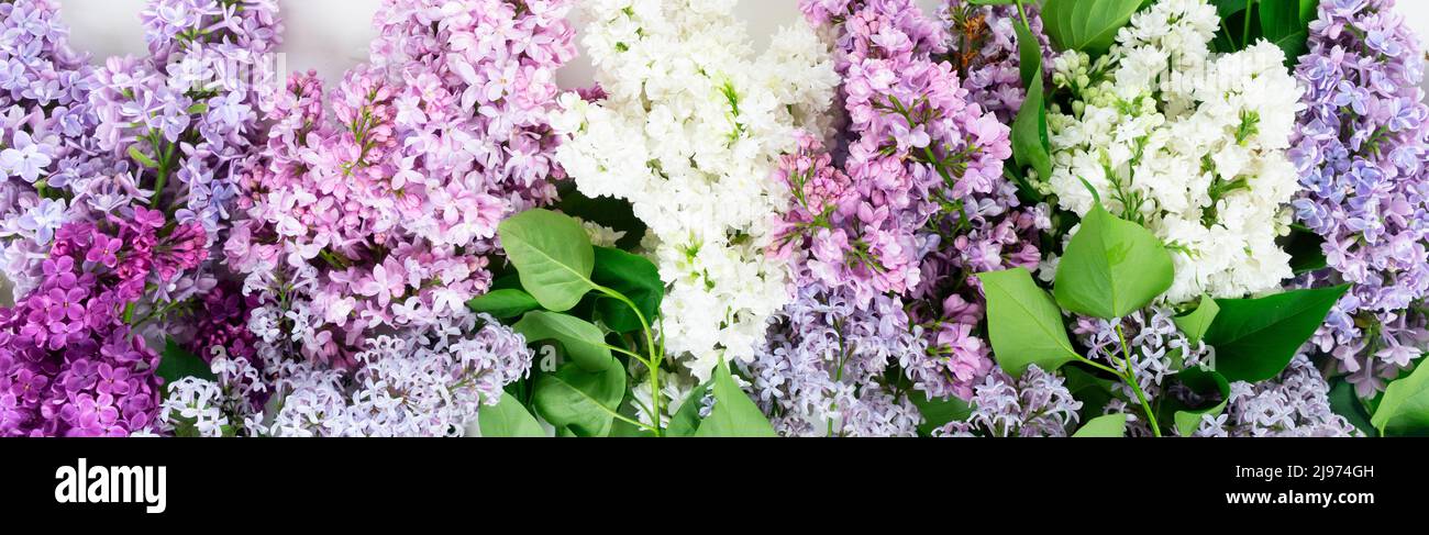 Fresh lilac flowers Stock Photo - Alamy