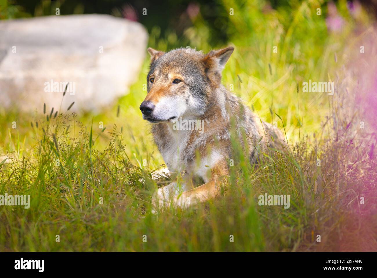 Beautiful male adult grey wolf resting in grass meadow in the forest ...