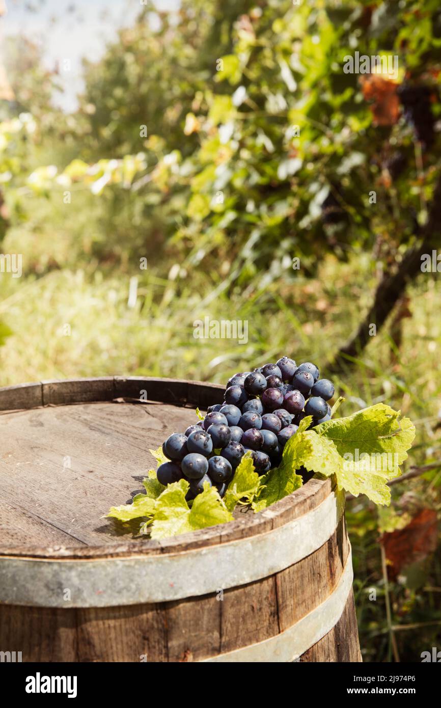 Empty vine barrel in vineyard. top view Stock Photo - Alamy
