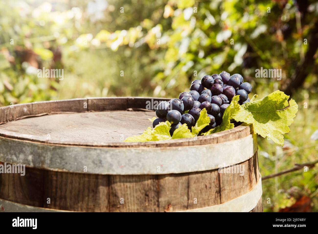 Empty vine barrel in vineyard. top view Stock Photo - Alamy