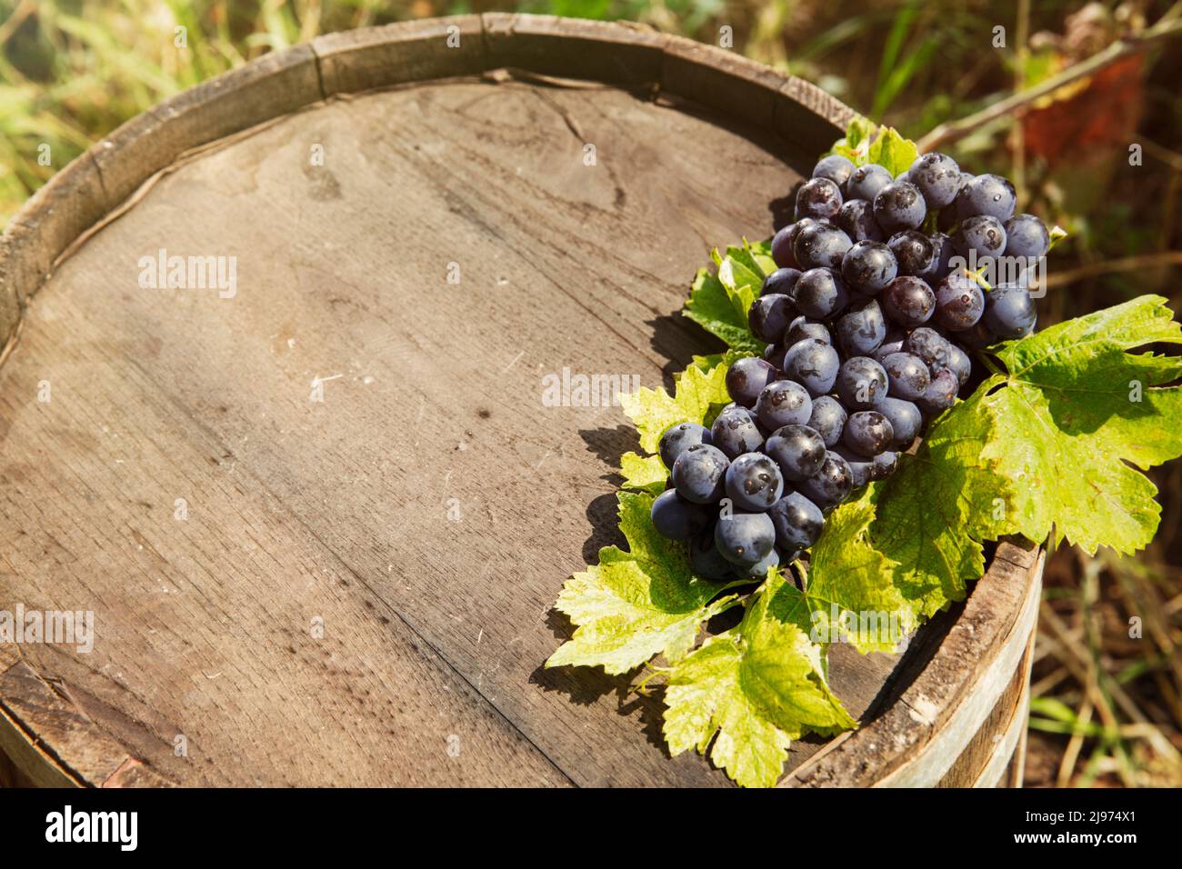Empty vine barrel in vineyard. top view Stock Photo - Alamy