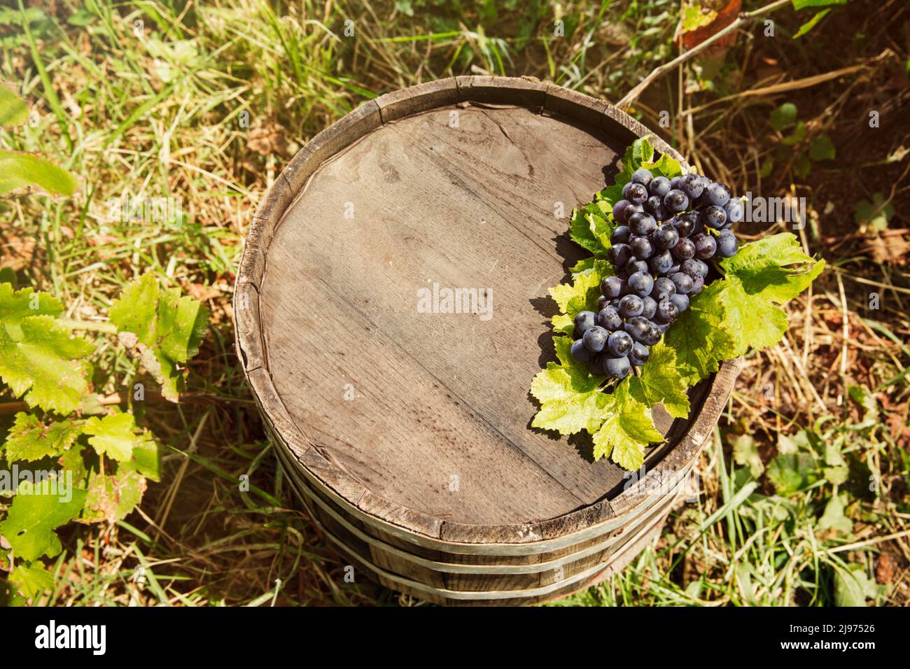 Empty vine barrel in vineyard. top view Stock Photo - Alamy