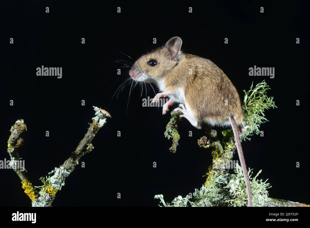 wood mouse apodemus sylvaticus Stock Photo - Alamy