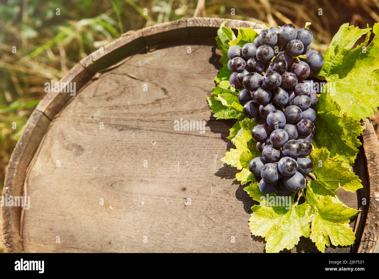 Empty vine barrel in vineyard. top view Stock Photo - Alamy