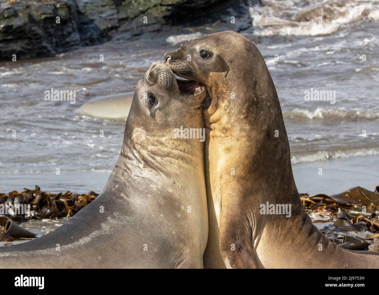 Elephant Seals Fighting Stock Photo - Alamy