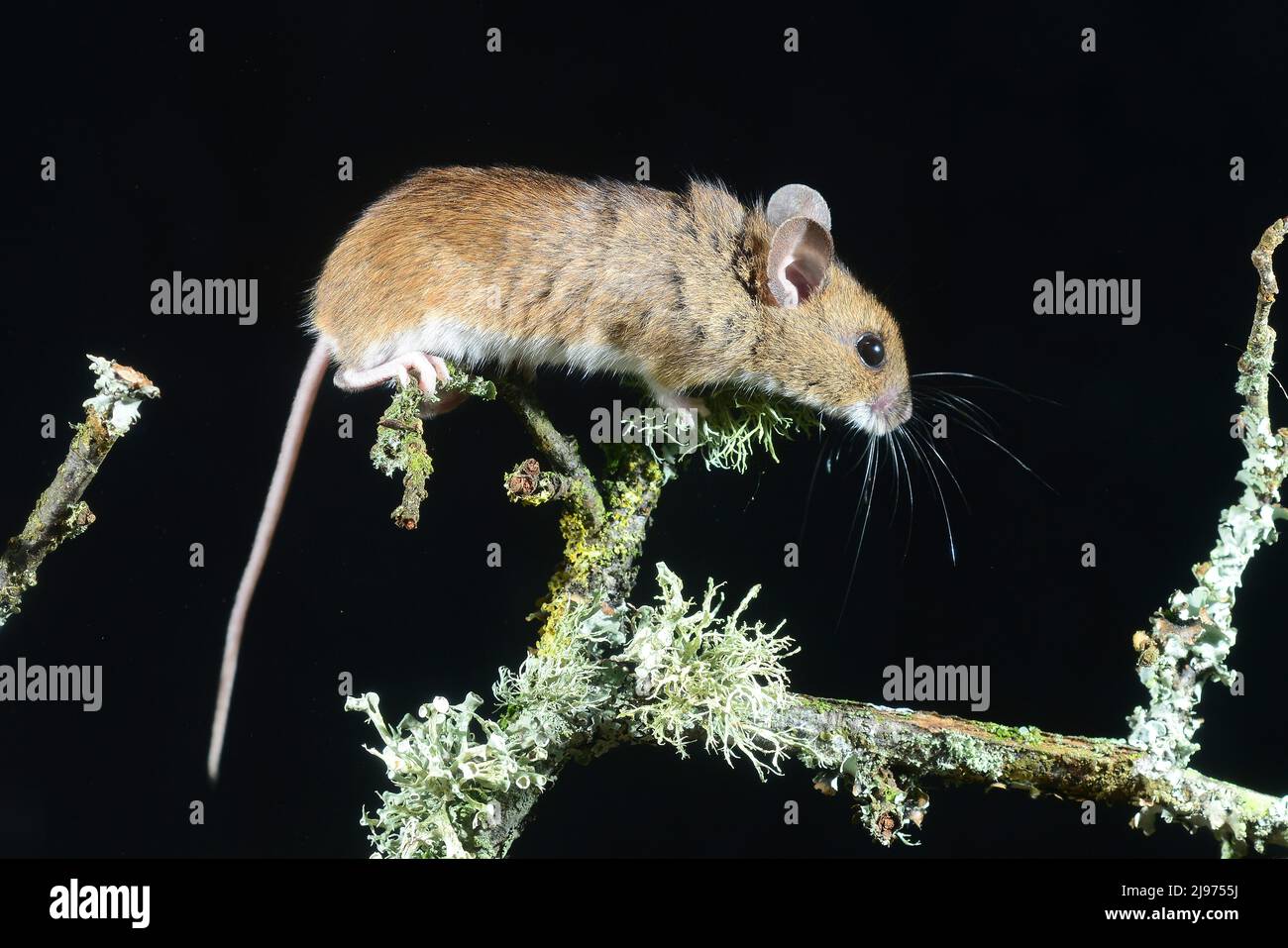 wood mouse apodemus sylvaticus Stock Photo - Alamy