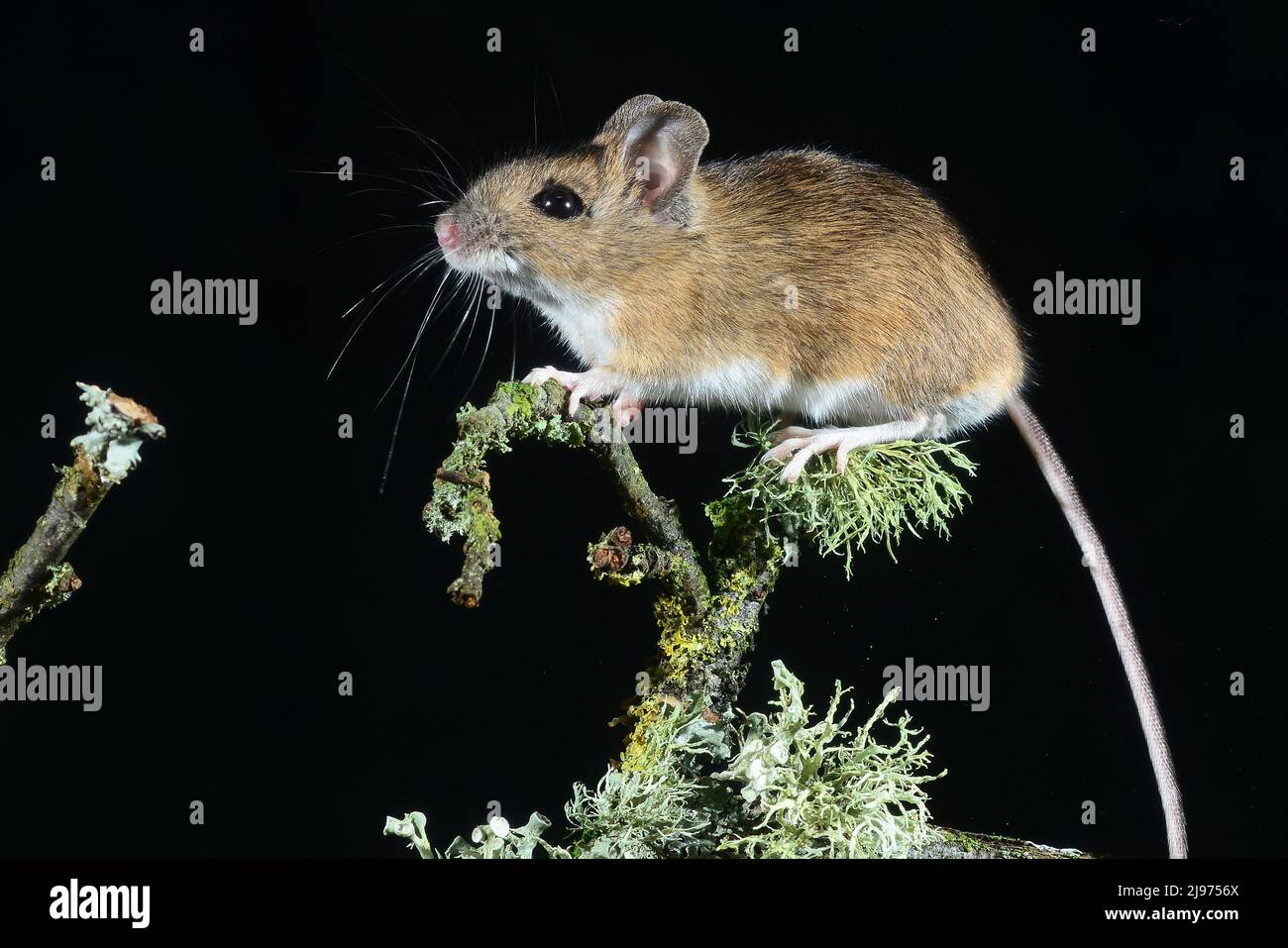 wood mouse apodemus sylvaticus Stock Photo - Alamy