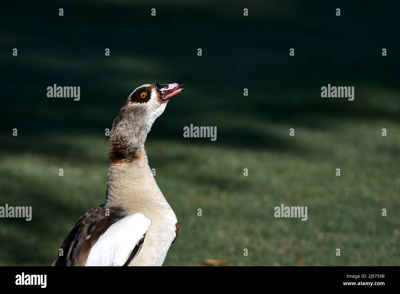 Egyptian Goose Stretching Stock Photo - Alamy