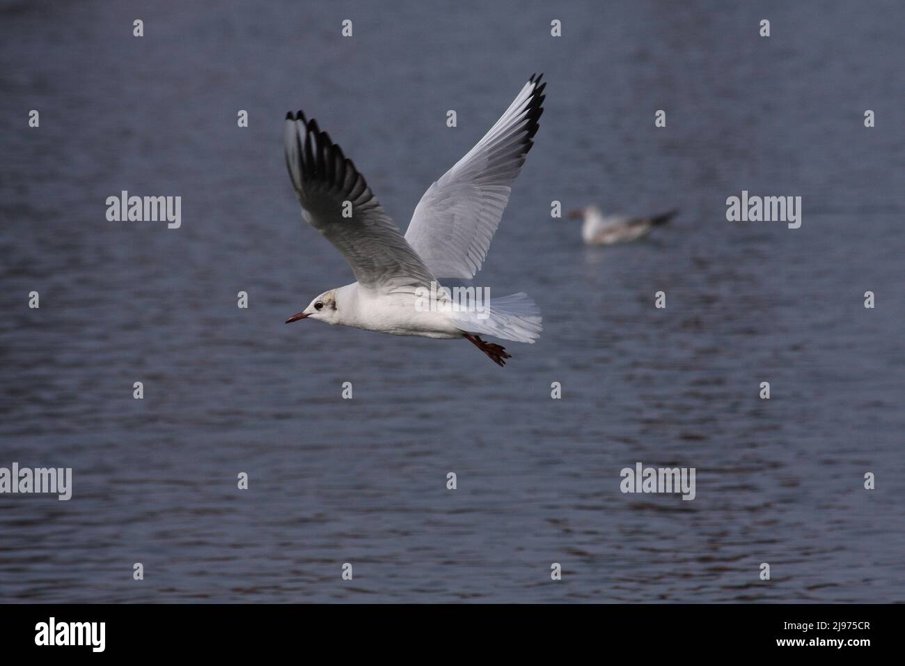 flying black-headed gull in winter Stock Photo - Alamy