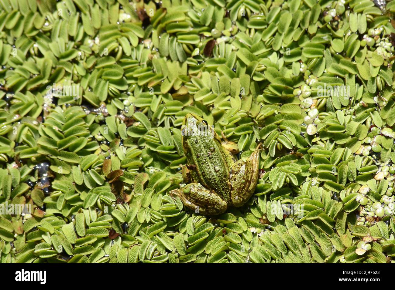 Frog camouflage masked green salvina natans rana Stock Photo - Alamy