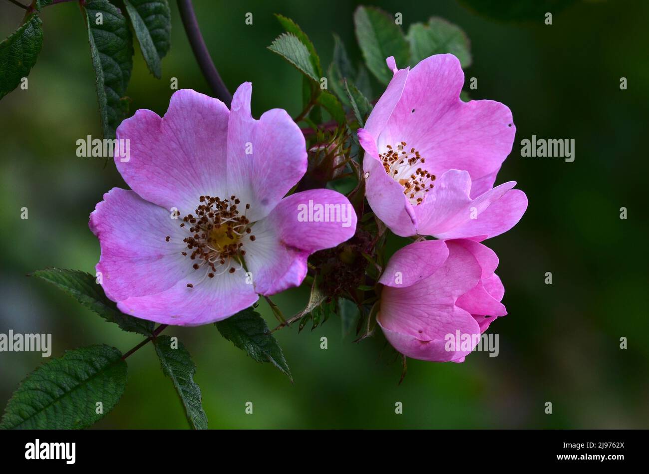 Close-up of dog rose flowers in bloom Stock Photo - Alamy