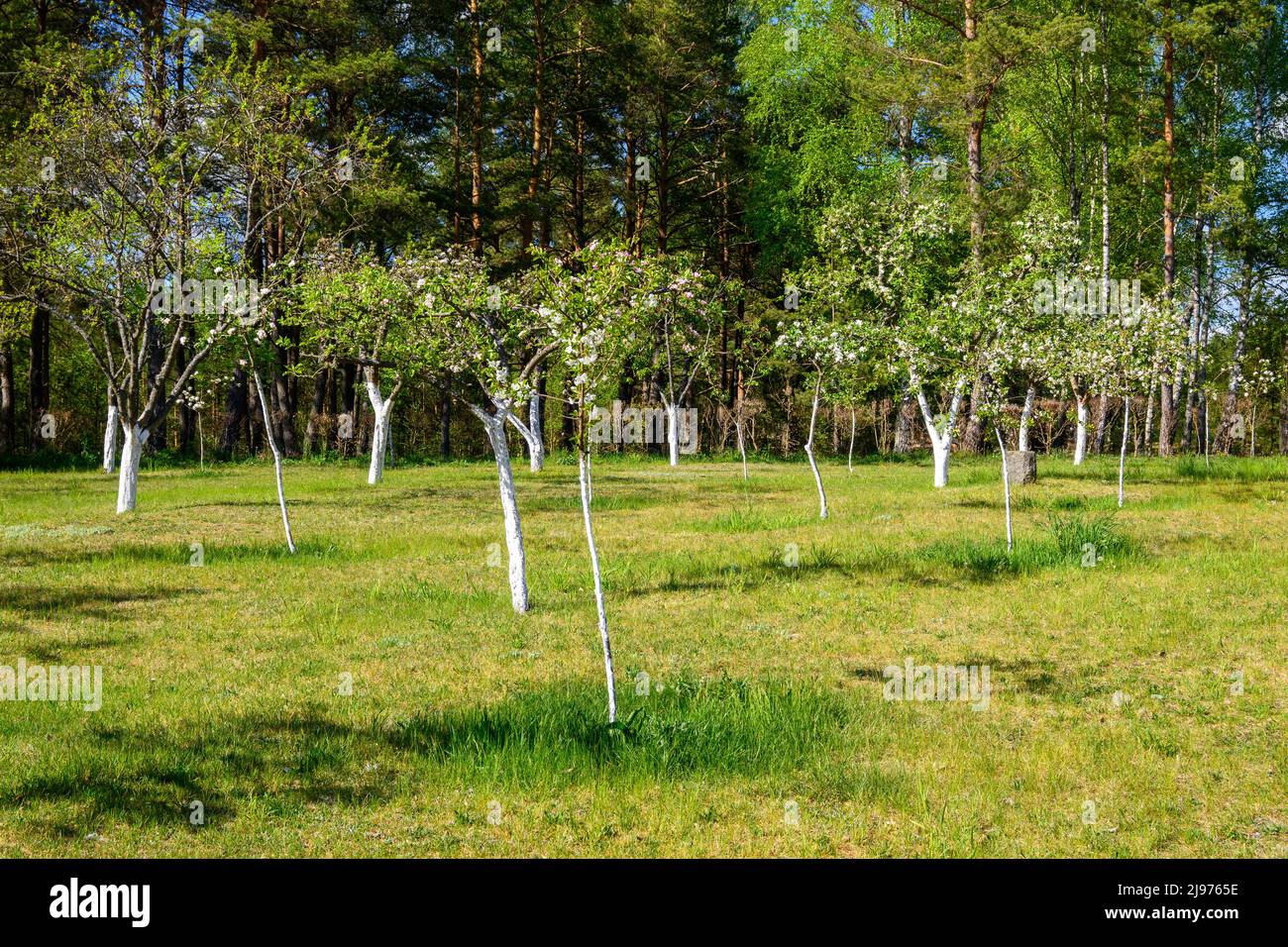 Blooming fruit trees in the orchard during spring Stock Photo - Alamy