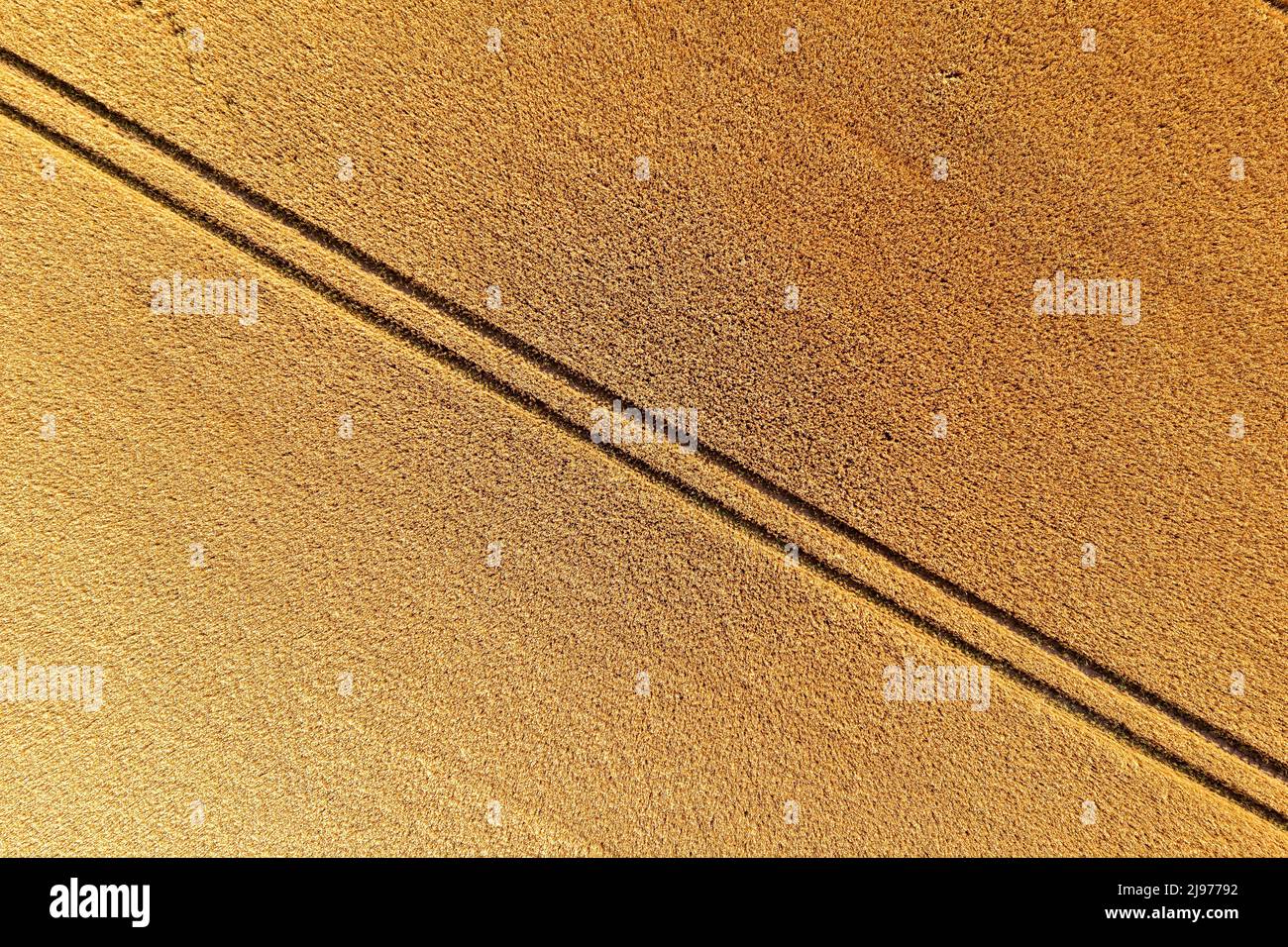 aerial view of wheat field and tracks from tractor, agricultural ...