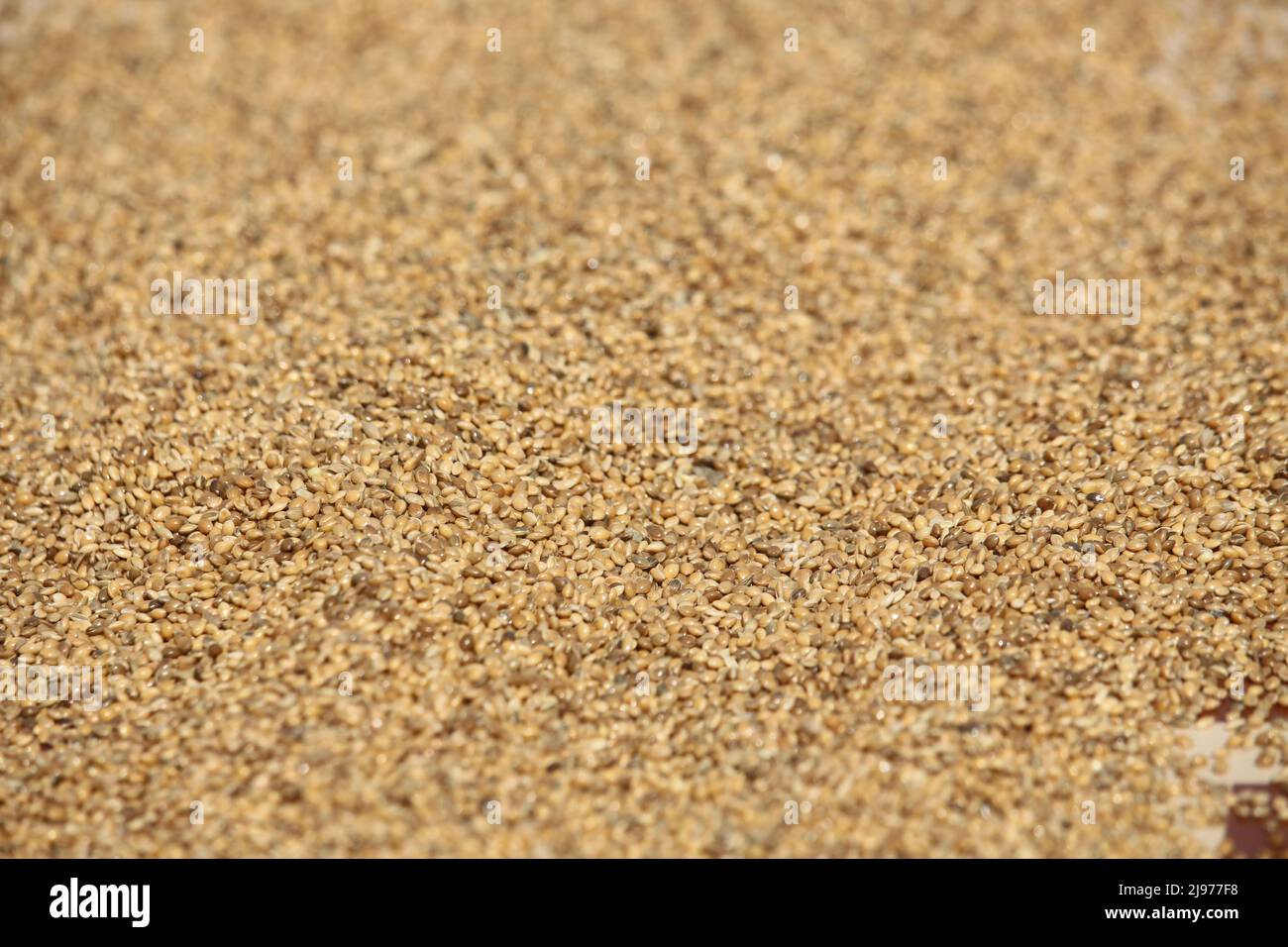 The grains are being dried in the sun. Close picture of grain. Bajriga ...