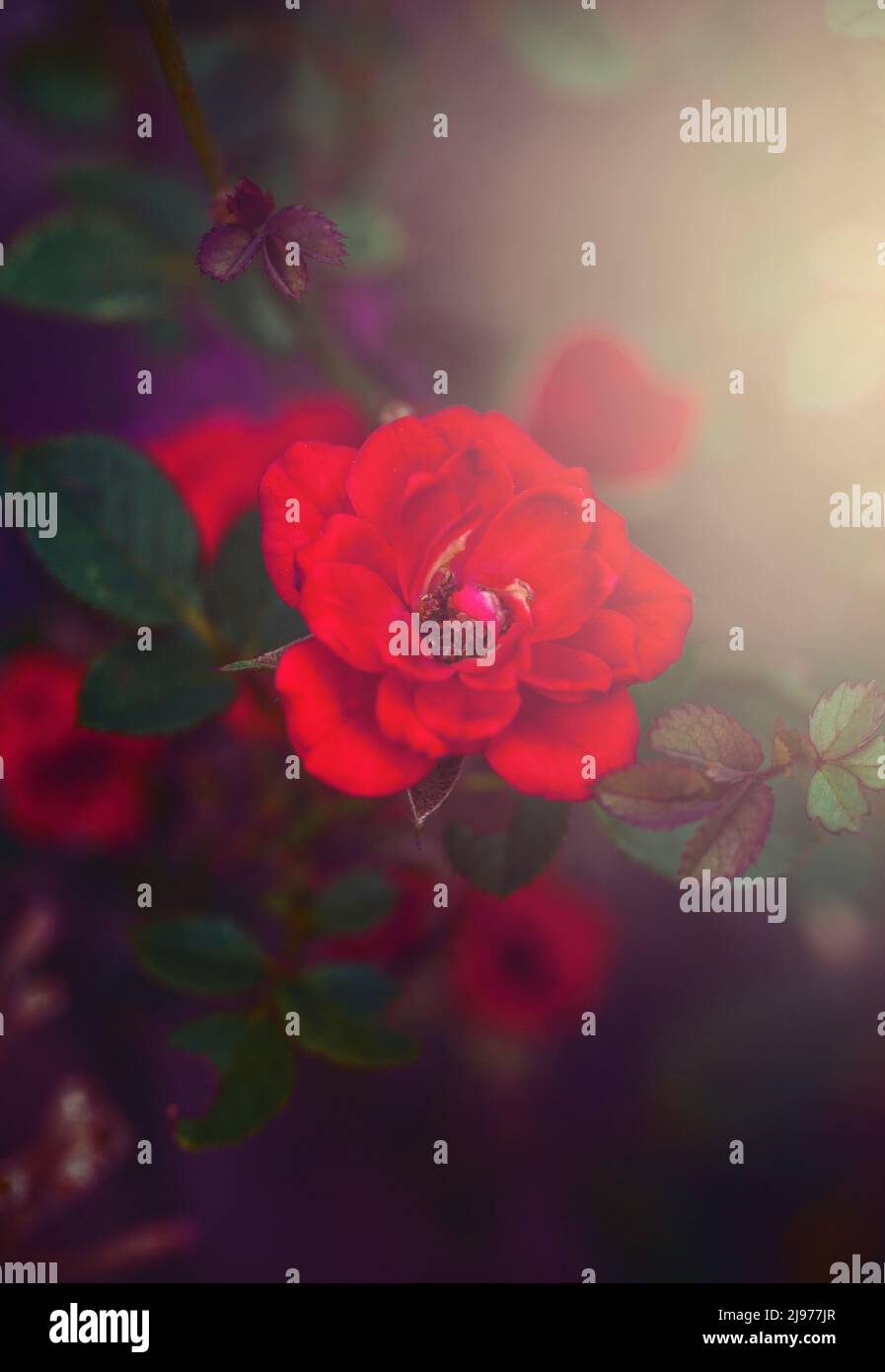 Red Rose In Garden Stock Photo - Alamy