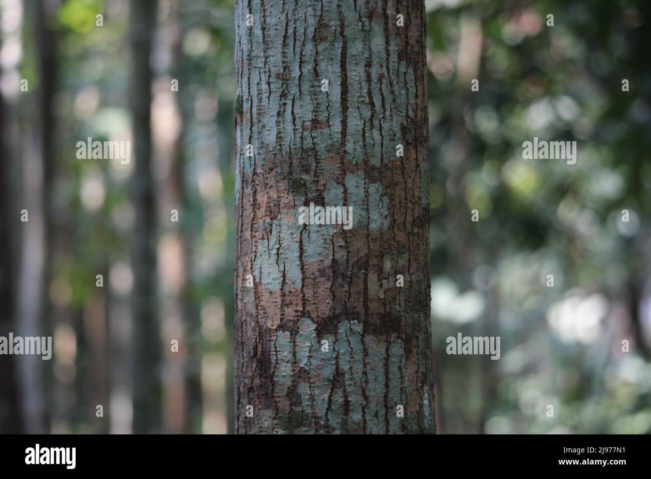 Mahogany tree flower hi-res stock photography and images - Alamy