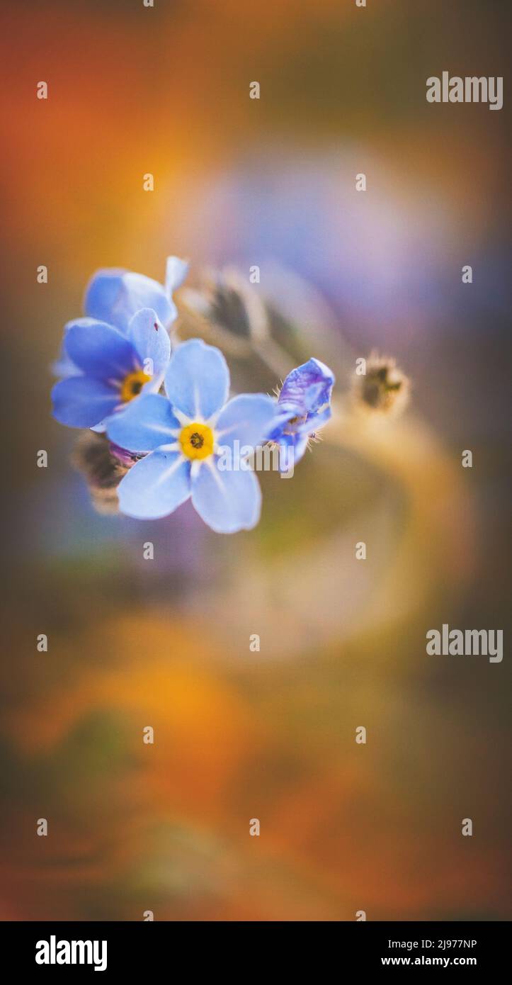 Blue Closeup Forget me not Stock Photo - Alamy