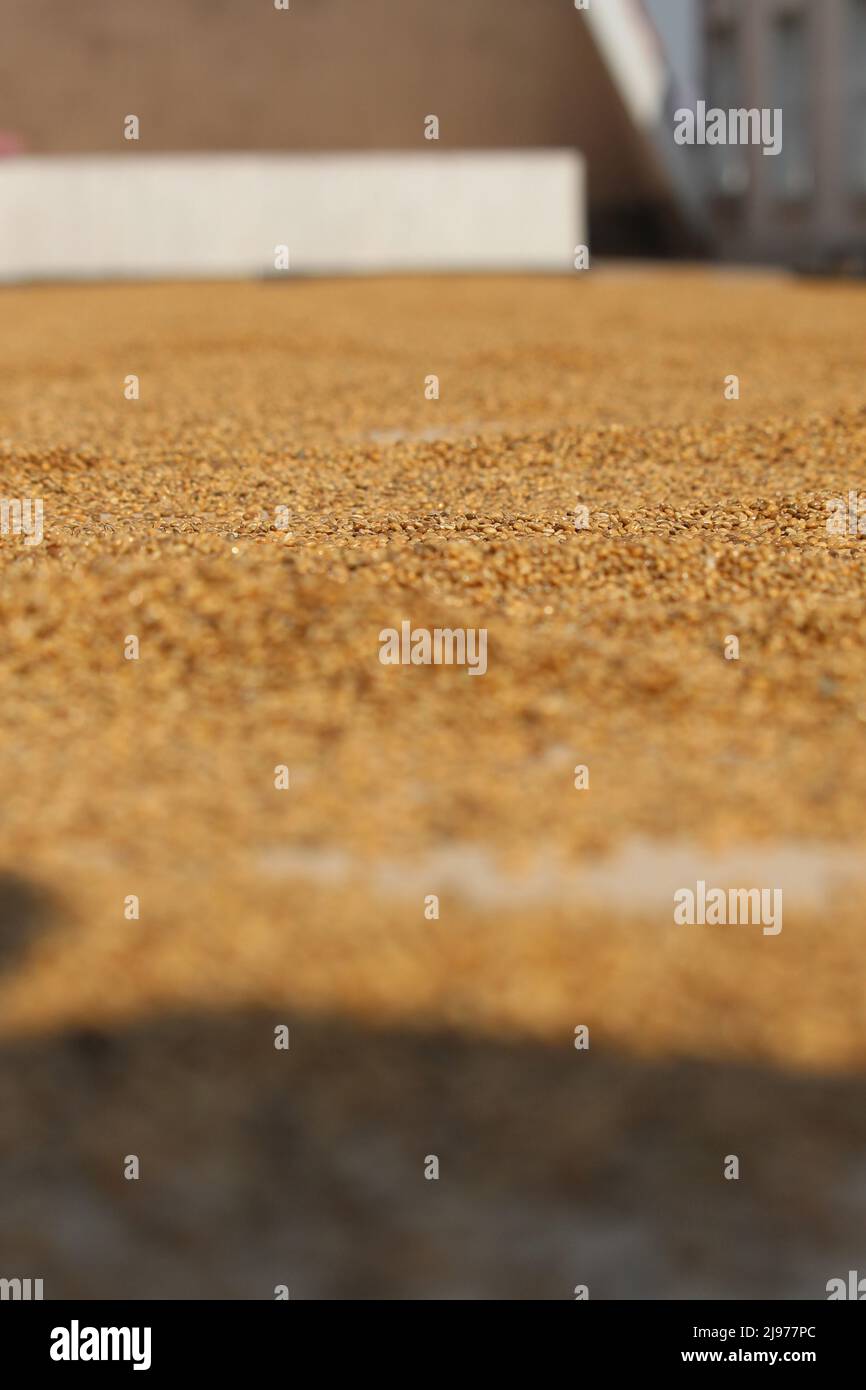 The grains are being dried in the sun. Close picture of grain. Bajriga ...
