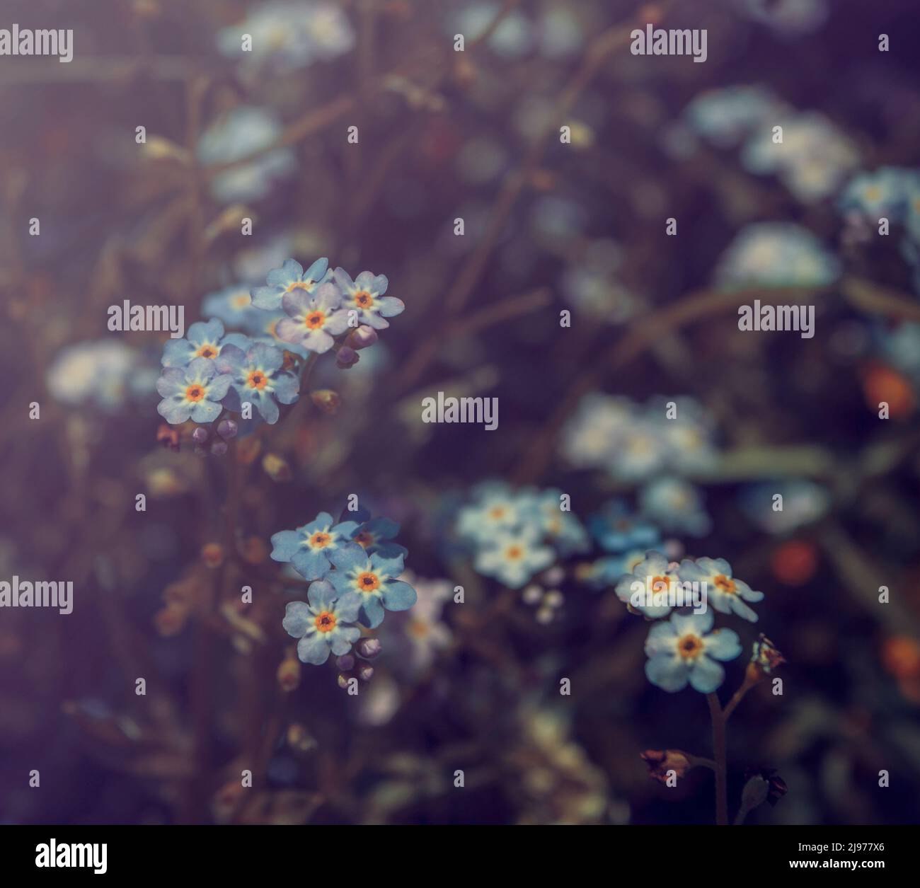 Blue Closeup Forget me not Stock Photo - Alamy