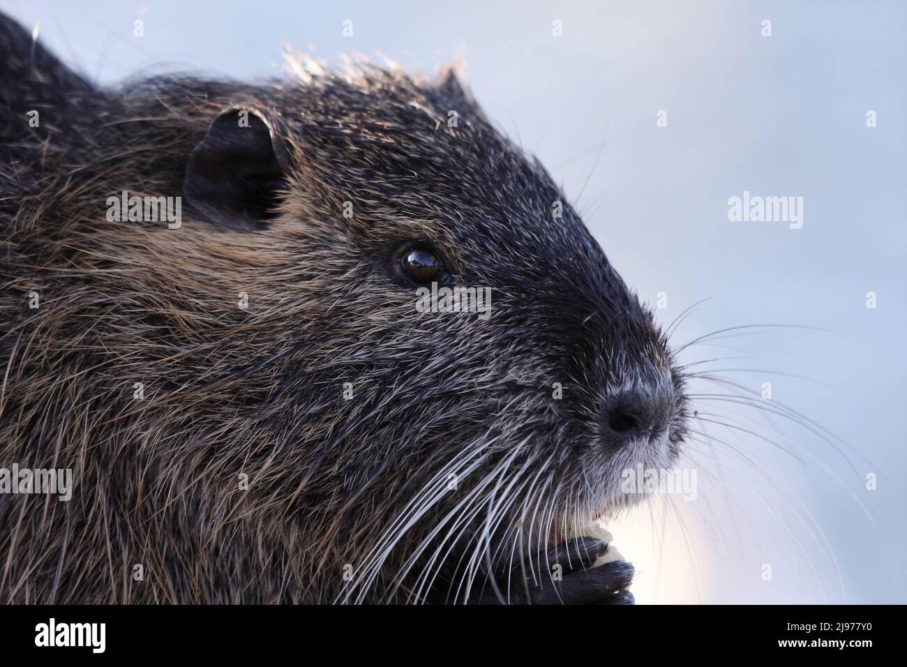 Nutria feeding hi-res stock photography and images - Alamy