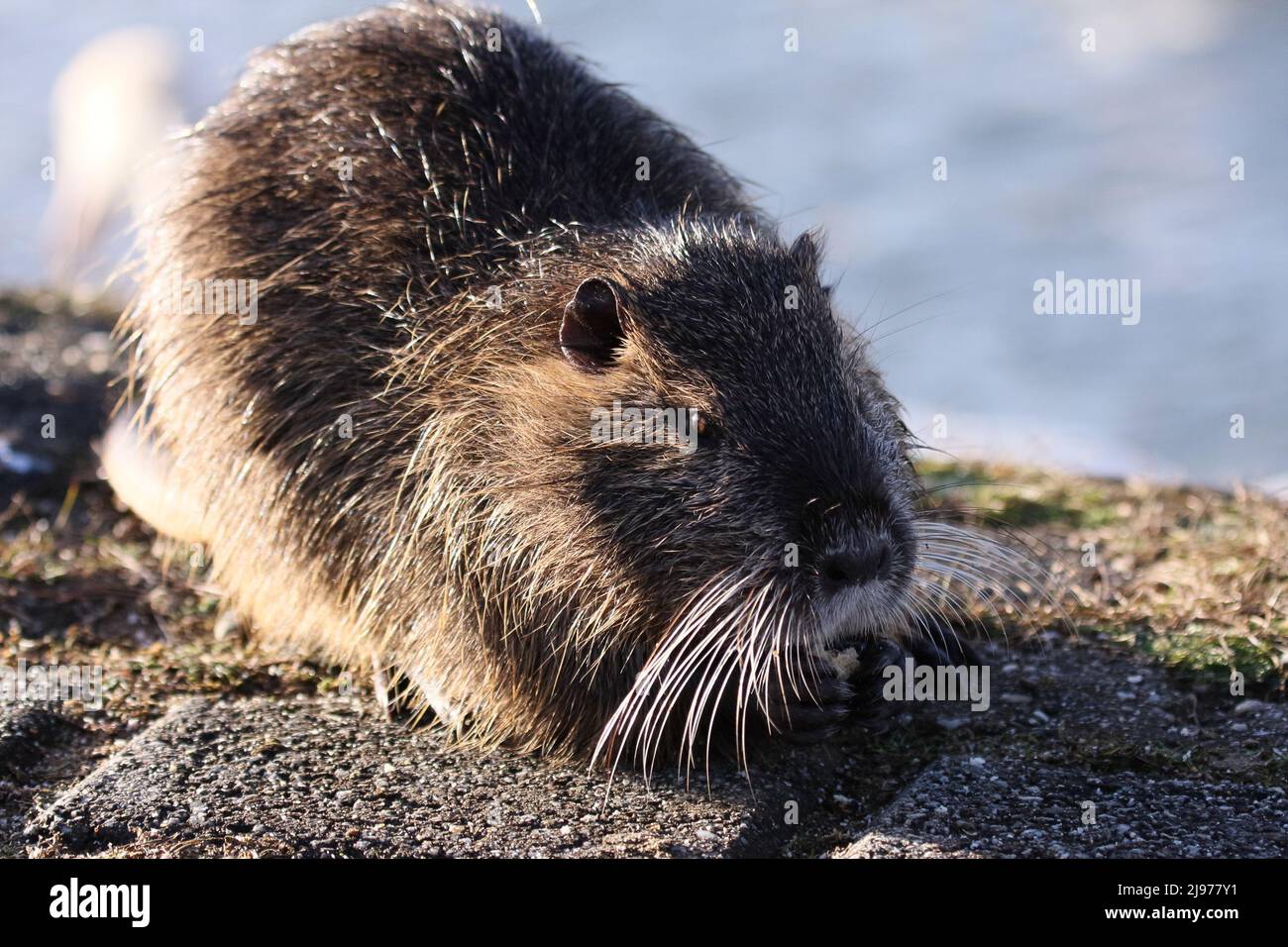 Nutria feeding hi-res stock photography and images - Alamy