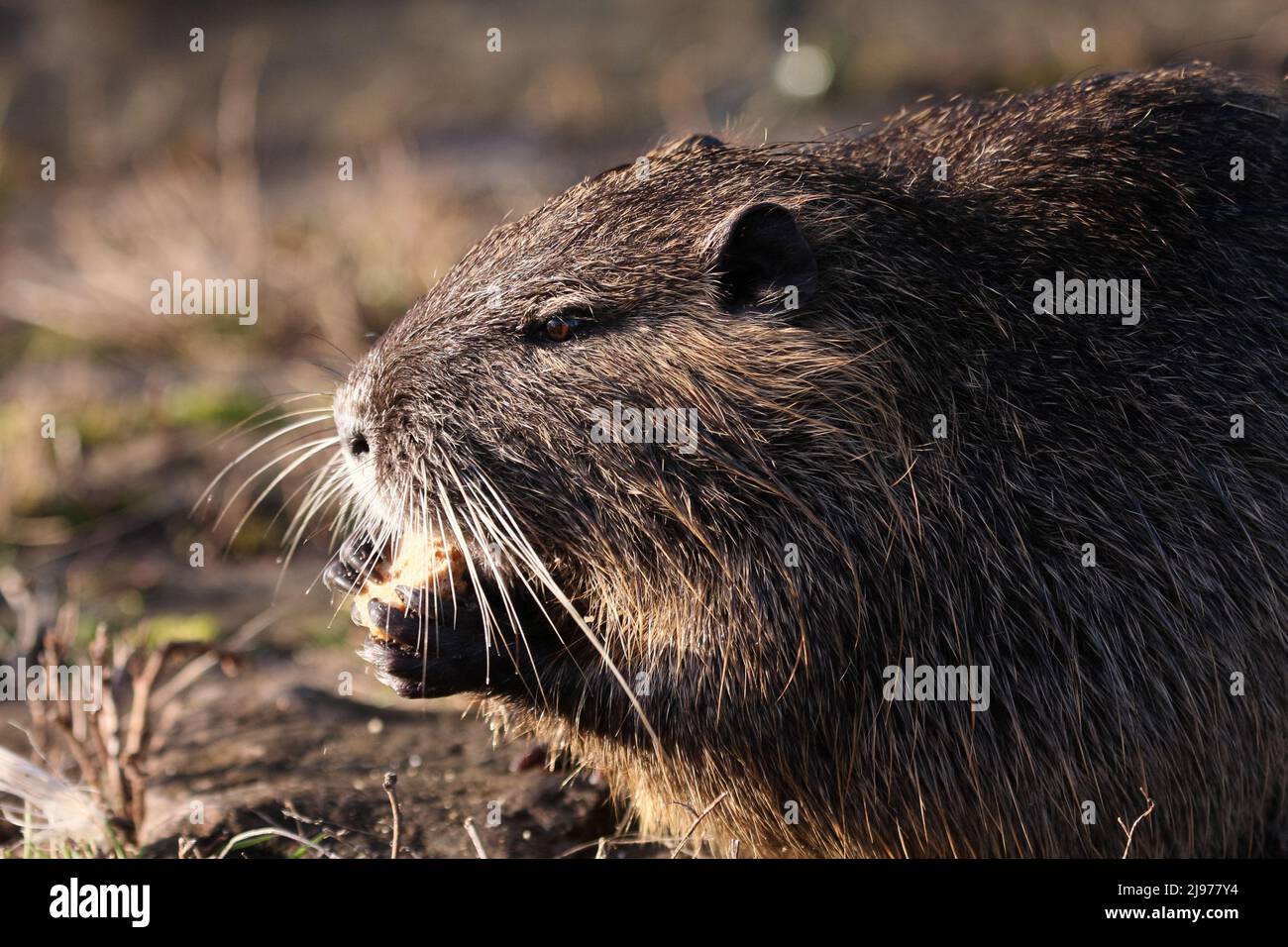 Nutria feeding hi-res stock photography and images - Alamy