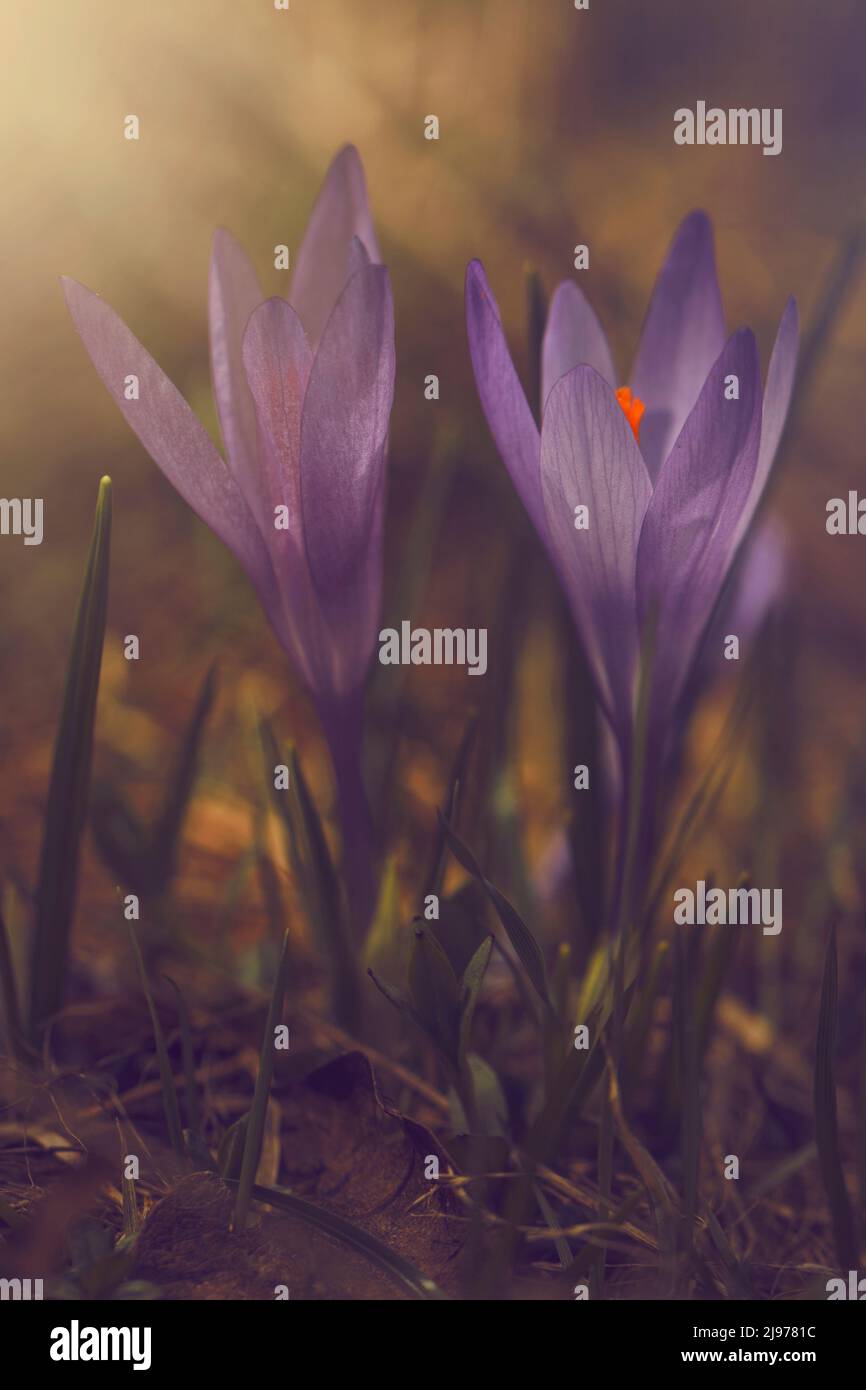 Purple Crocus In Garden Stock Photo - Alamy