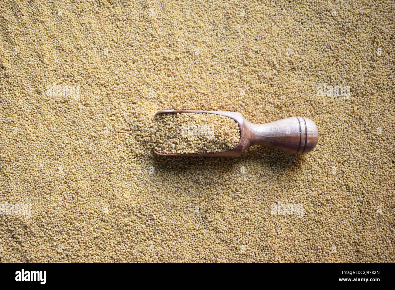 Raw whole dried Foxtail millet Stock Photo - Alamy