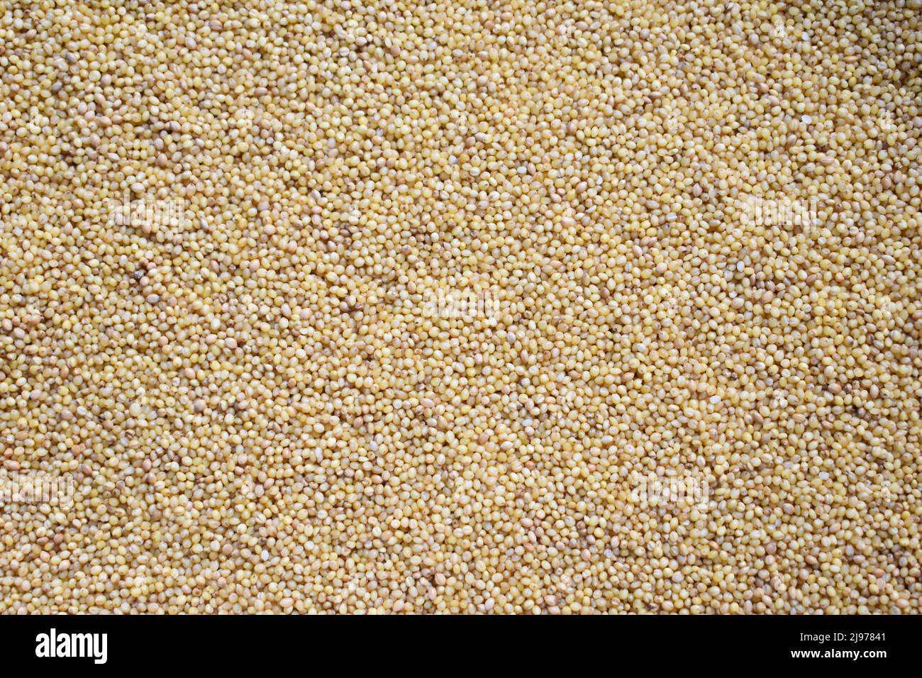 Raw whole dried Foxtail millet Stock Photo - Alamy